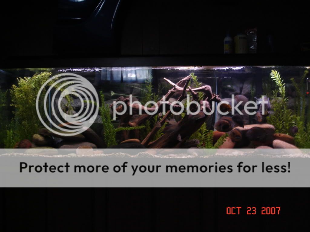 POST YOUR FULL TANK SHOTS AND.... | Page 17 | MonsterFishKeepers.com