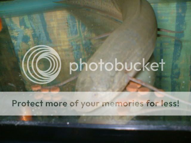 African spotted lungfish (Protopterus dolloi )? | MonsterFishKeepers.com