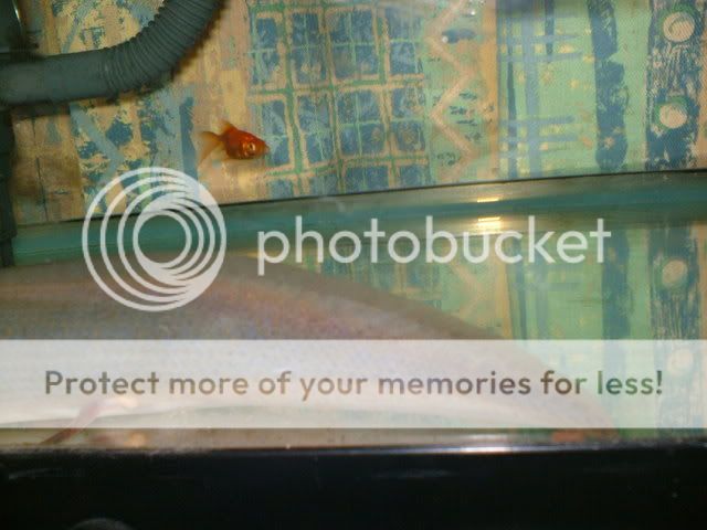 African spotted lungfish (Protopterus dolloi )? | MonsterFishKeepers.com