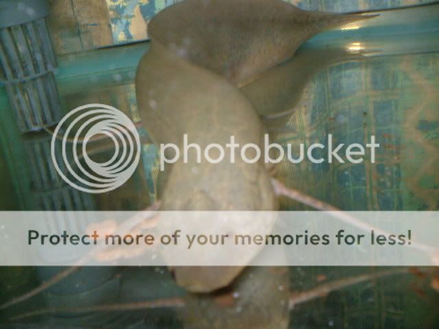 African spotted lungfish (Protopterus dolloi )? | MonsterFishKeepers.com