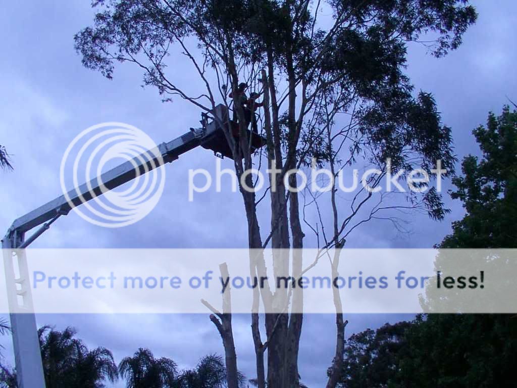 Cherry Pickers | Arborist, Chainsaw & Tree Work Forum